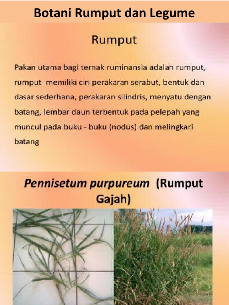 Botani Rumput Dan Legume | PDF