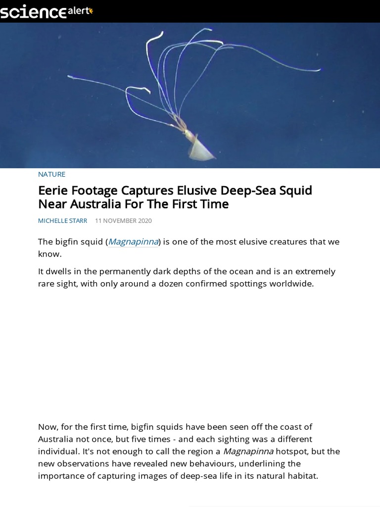 Creepy Rare Squids Have Been Filmed Off The Coast of Australia For The ...