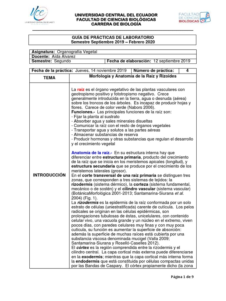 P4 - OVegetal - Raíz y Rizoides | PDF | Raíz | Tallo de la planta