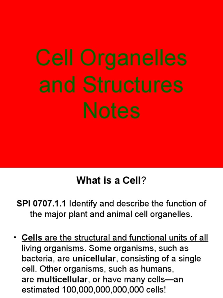 Cell Organelles Functions Revised PowerPoint | PDF | Endoplasmic ...