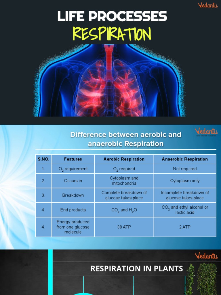 Life Processes: Respiration | PDF | Respiratory System | Lung