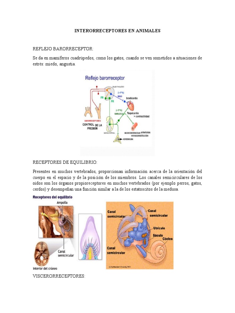 Interorreceptores en Animales | PDF | Sistema nervioso | Vertebrados