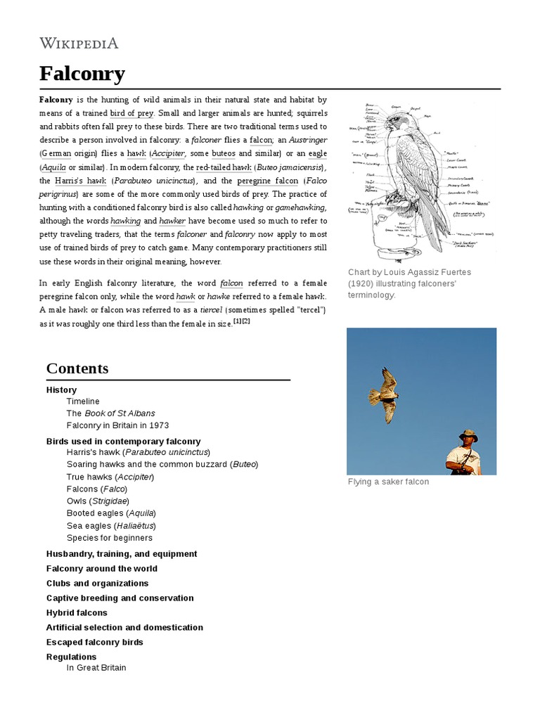 Falconry: Perigrinus) Are Some of The More Commonly Used Birds of Prey ...