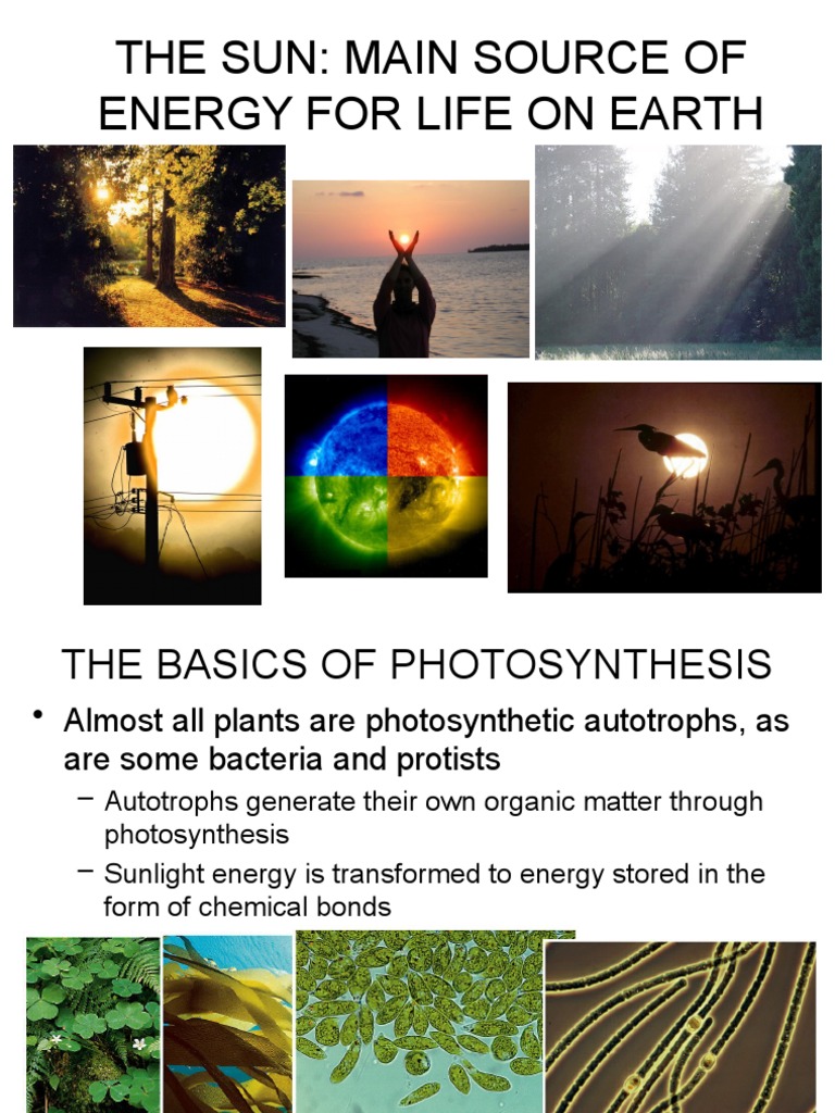 Photosynthesis: Energy from the Sun | PDF | Photosynthesis | Chloroplast