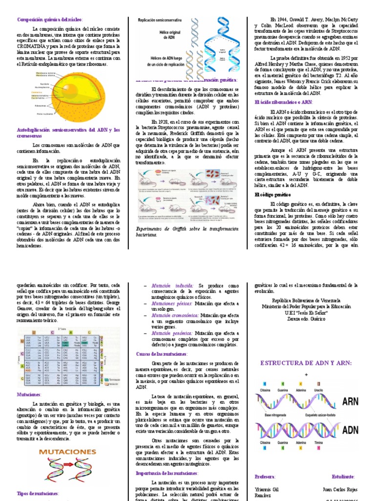 Triptico Estructura de | PDF | Adn | Mutación