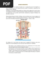 Signos Radiológicos de Obstrucción Intestinal | PDF | Tracto ...