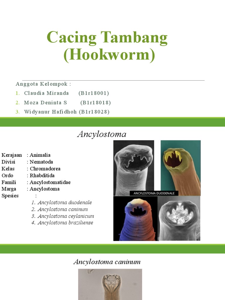 Cacing Tambang (Hookworm) | PDF