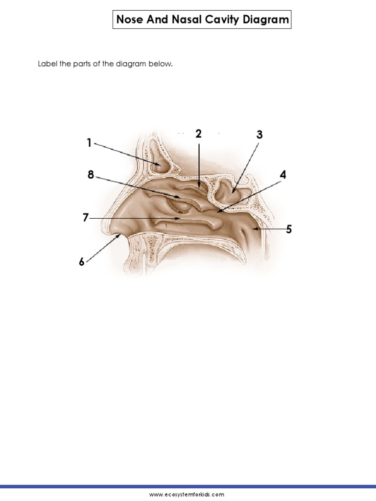 Labeled Nose and Nasal Cavity Diagram | PDF