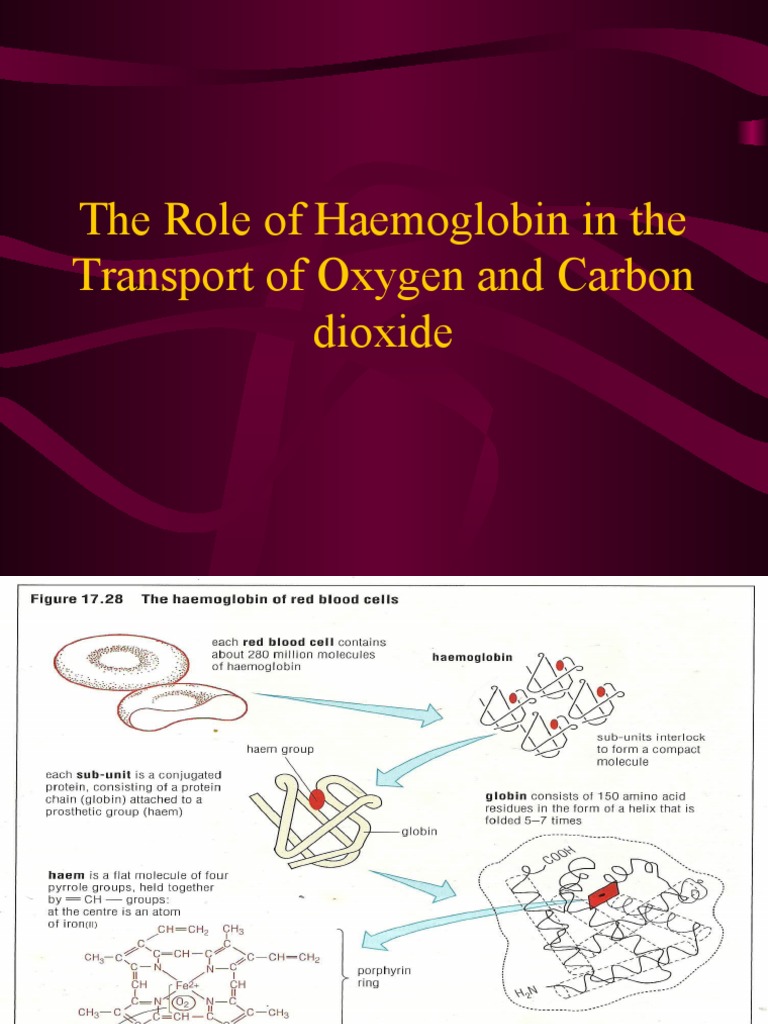 The Role of Haemoglobin in The Transport of Oxygen and Carbon Dioxide ...