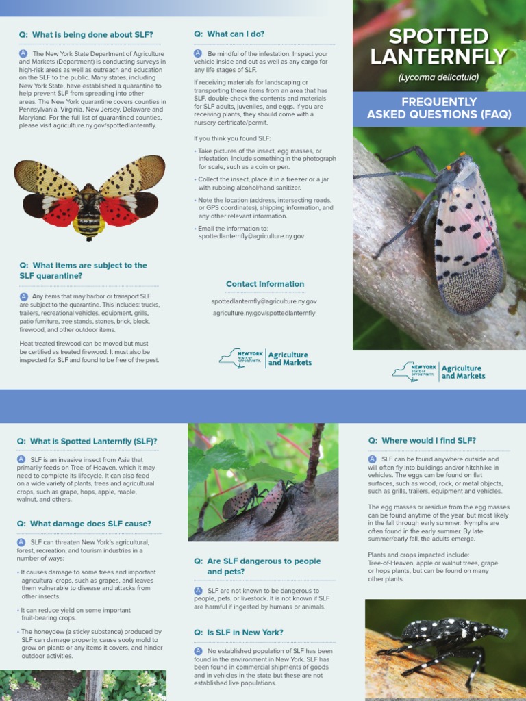 Spotted Lantern Fly Frequently Asked Questions | PDF | Organisms ...