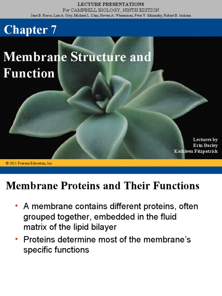 Membrane Structure & Function Guide | PDF | Cell Membrane | Osmosis