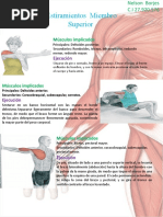 Ejercicios de Klapp | PDF | La columna vertebral | Escoliosis