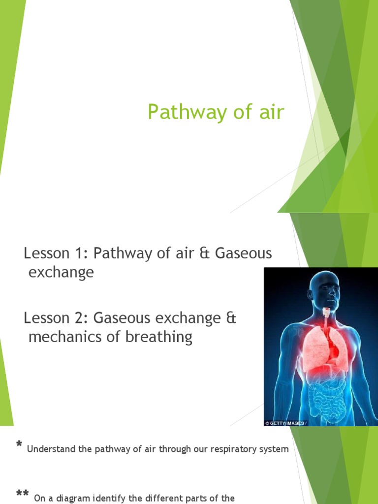 Air Pathway in the Respiratory System | PDF