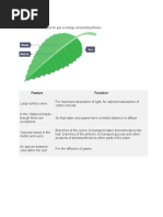 Leaf Adaptations for Photosynthesis | PDF | Leaf | Stoma