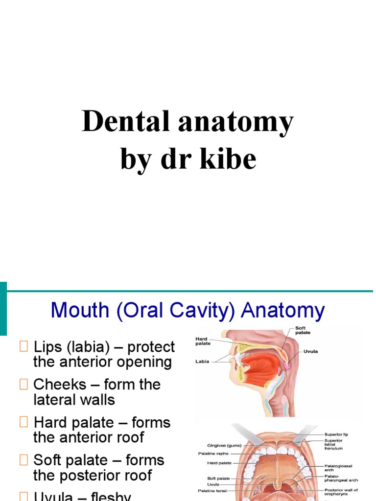 Dental Anatomy by DR Kibe | Download Free PDF | Tongue | Tooth