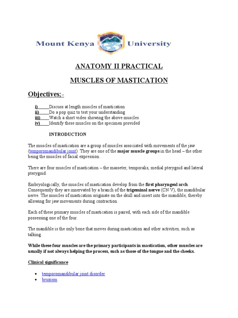 MUSCLES OF MASTICATION PR | PDF | Soft Tissue | Human Anatomy