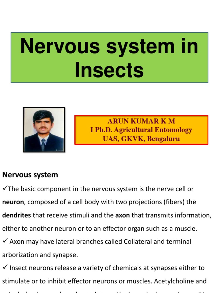 The Structure and Function of the Insect Nervous System | PDF | Neuron ...