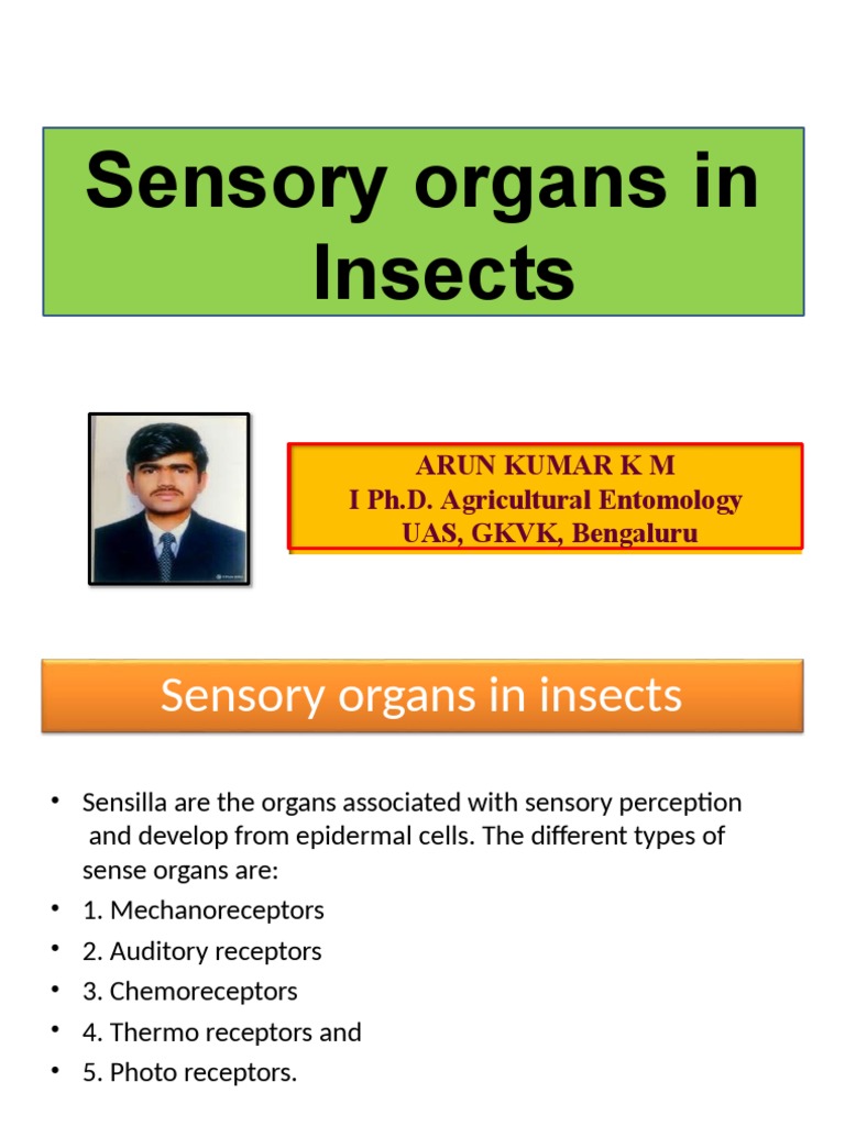 Sensory Organs in Insects: Arun Kumar K M I Ph.D. Agricultural ...