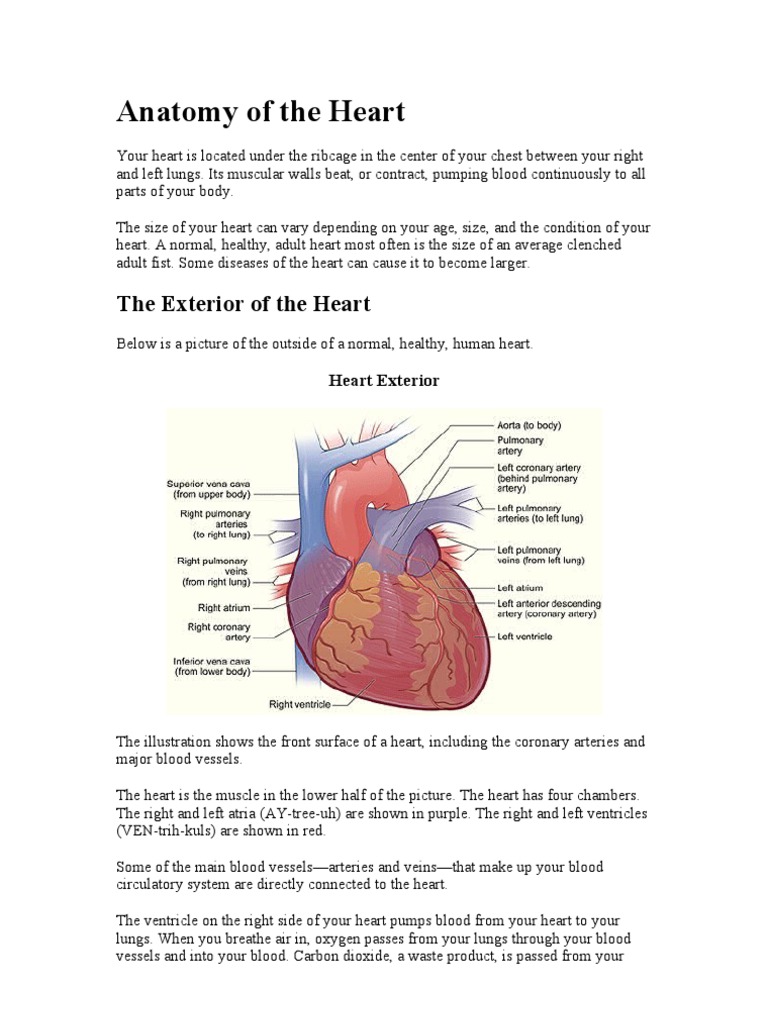 Anatomy of The Heart | PDF | Heart Valve | Atrium (Heart)