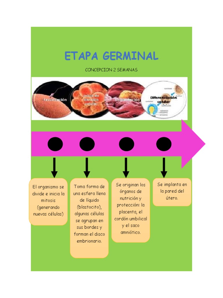 Etapa Germinal | PDF