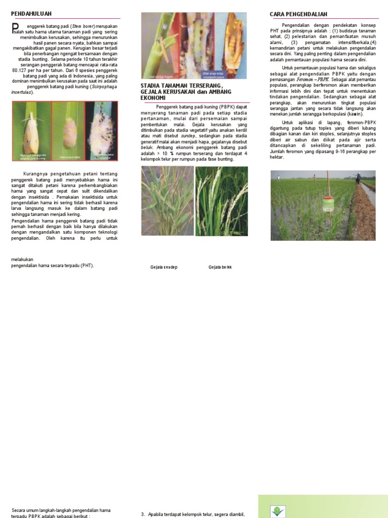 Leaflet Hama Penggerek Batang-Dikonversi | PDF