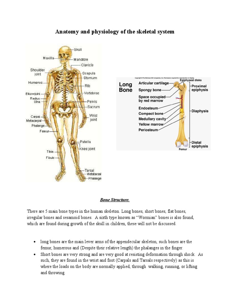 Anatomy and Physiology of The Skeletal System | PDF | Vertebral Column ...