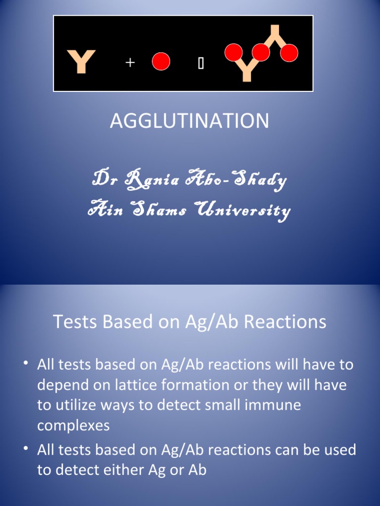 Agglutination: DR Rania Abo-Shady Ain Shams University | PDF | Antibody ...