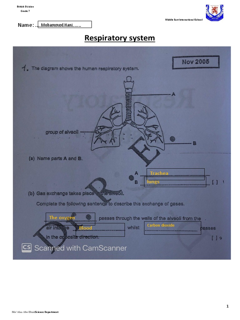 Respriatory System - Worksheet1 | PDF | Lung | Respiratory System