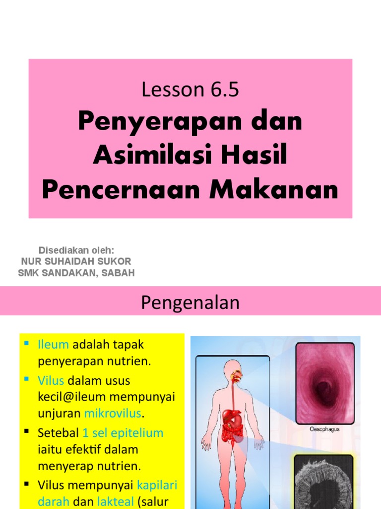 Proses Penyerapan Dan Asimilasi | PDF