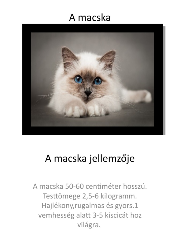 A Macska | PDF