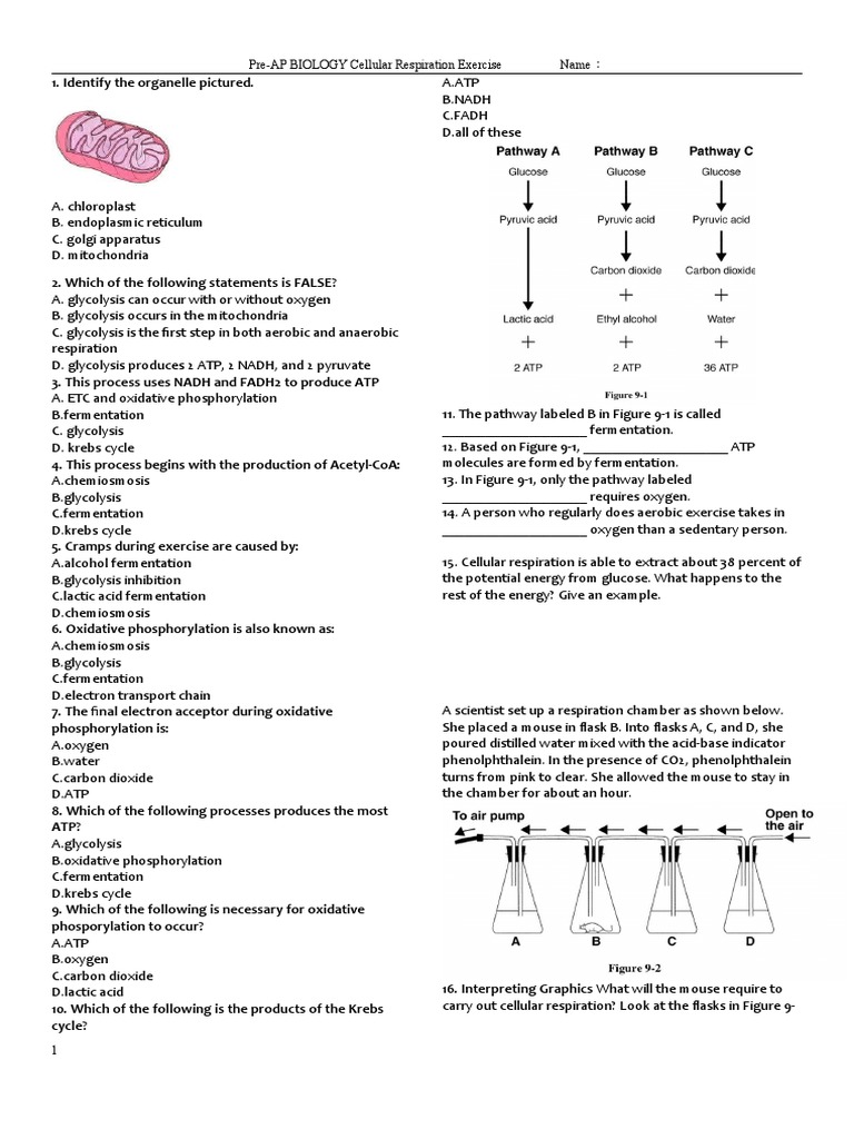 Pre-AP BIOLOGY Cellular Respiration Exercise Name | PDF | Cellular ...
