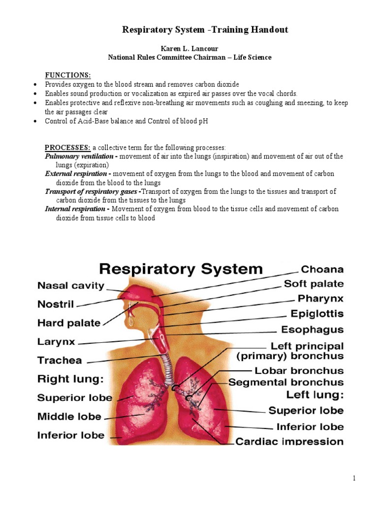 2018 Respiratory System Handout | PDF | Lung | Respiratory Tract