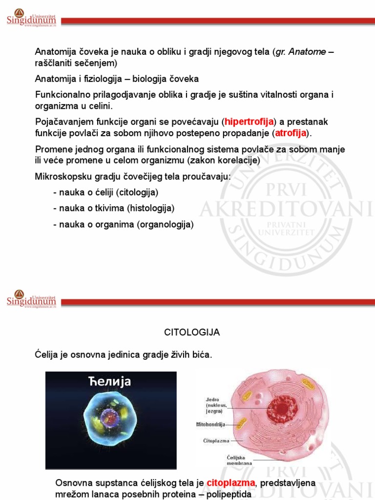 Anatomija - Uvod I Osteologija | PDF