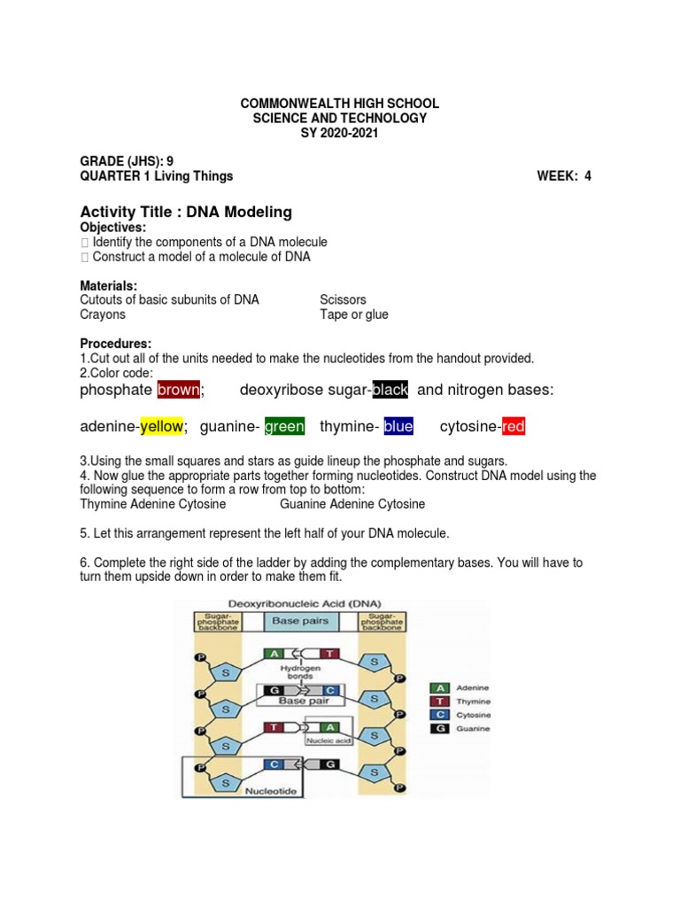 Activity Title: DNA Modeling: - Brown Black Green Blue Red | PDF