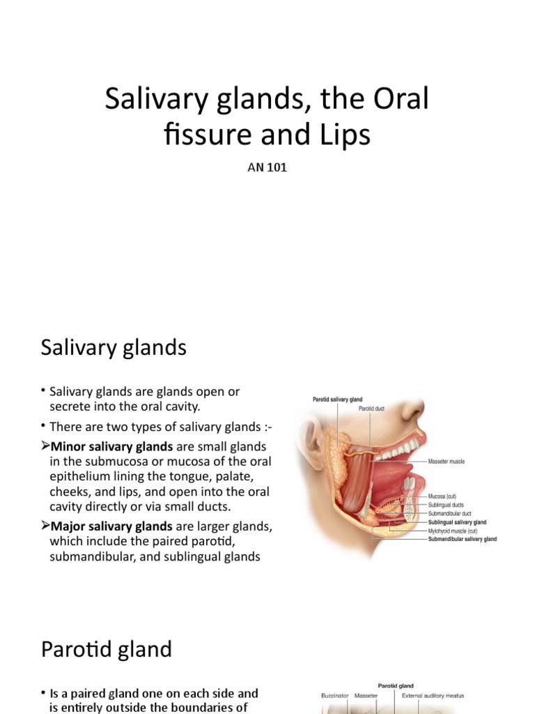 Salivary Glands, The Oral Fissure and Lips | PDF | Tongue | Lip