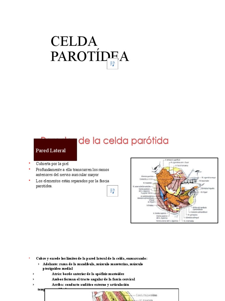 Celda Parotídea | PDF | Cabeza y cuello humanos | Anatomía humana