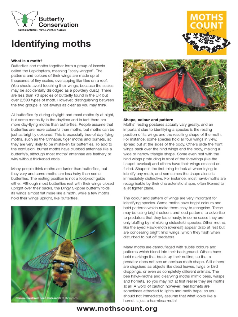 Identifying Moths-Factsheet | Butterfly | Mimicry