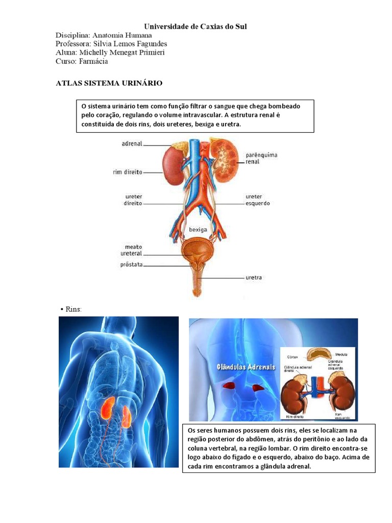 Atlas Sistema Renal | PDF | Rim | Sistema urinário