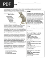 Dissection of The Rat | PDF | Aorta | Large Intestine