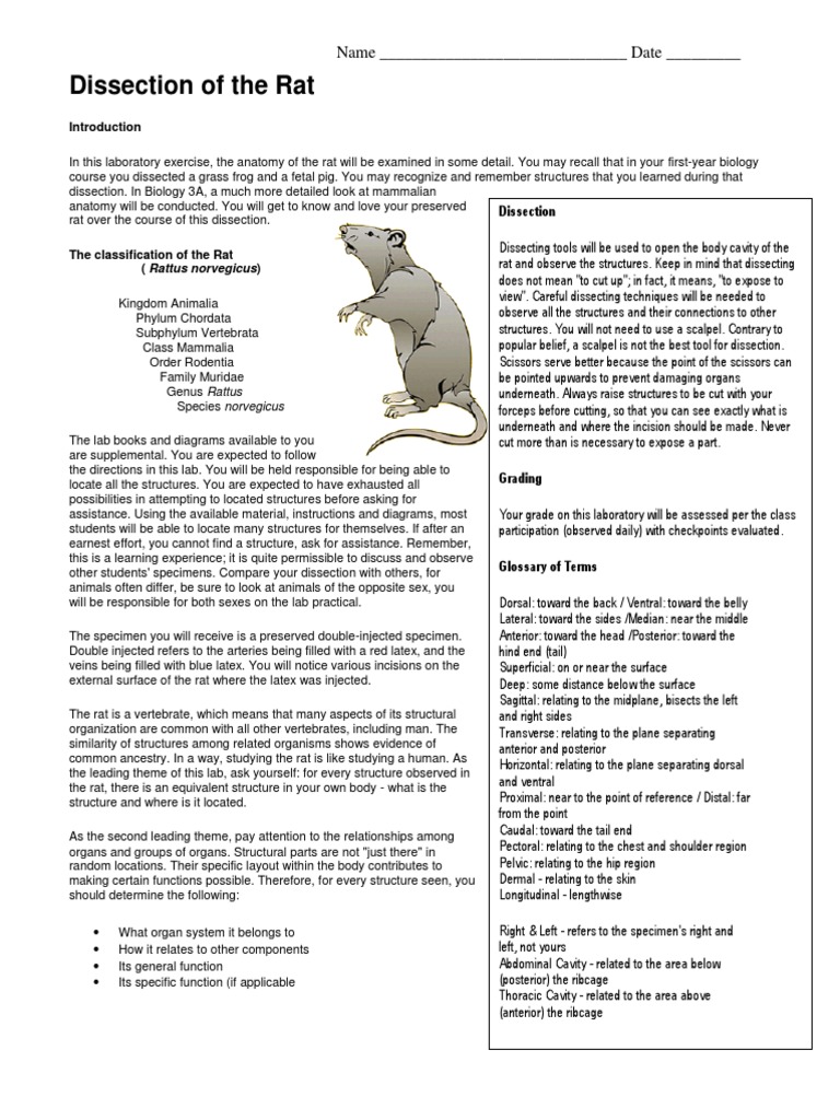 Rat Dissection: Anatomy and Techniques | PDF | Anatomical Terms Of ...