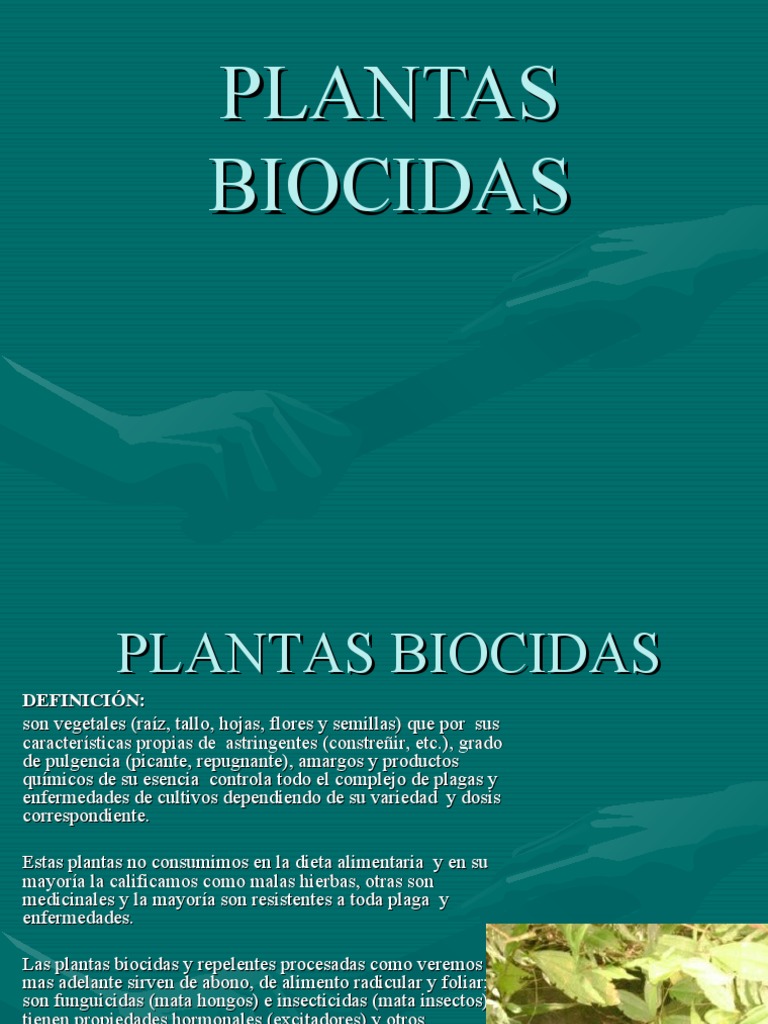 Plantas Biocidas | PDF | Insecticida | Ajo