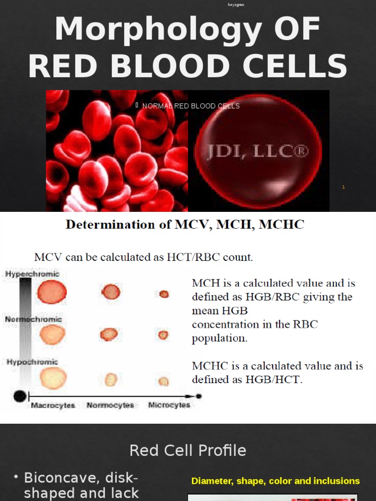 Morphology OF Red Blood Cells | PDF | Anemia | Red Blood Cell