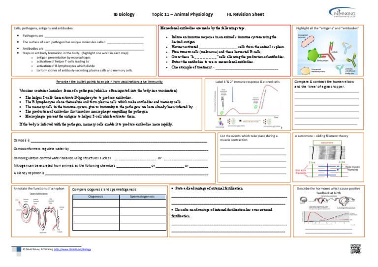 IB Biology Topic 11 - Animal Physiology HL Revision Sheet | PDF ...