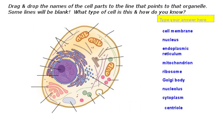 Labeled Animal Cell Diagram Activity | PDF