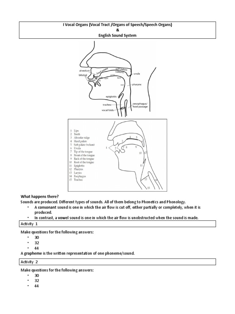 HO 3 Vocal Organs, Sound System | PDF | Phoneme | Phonetics