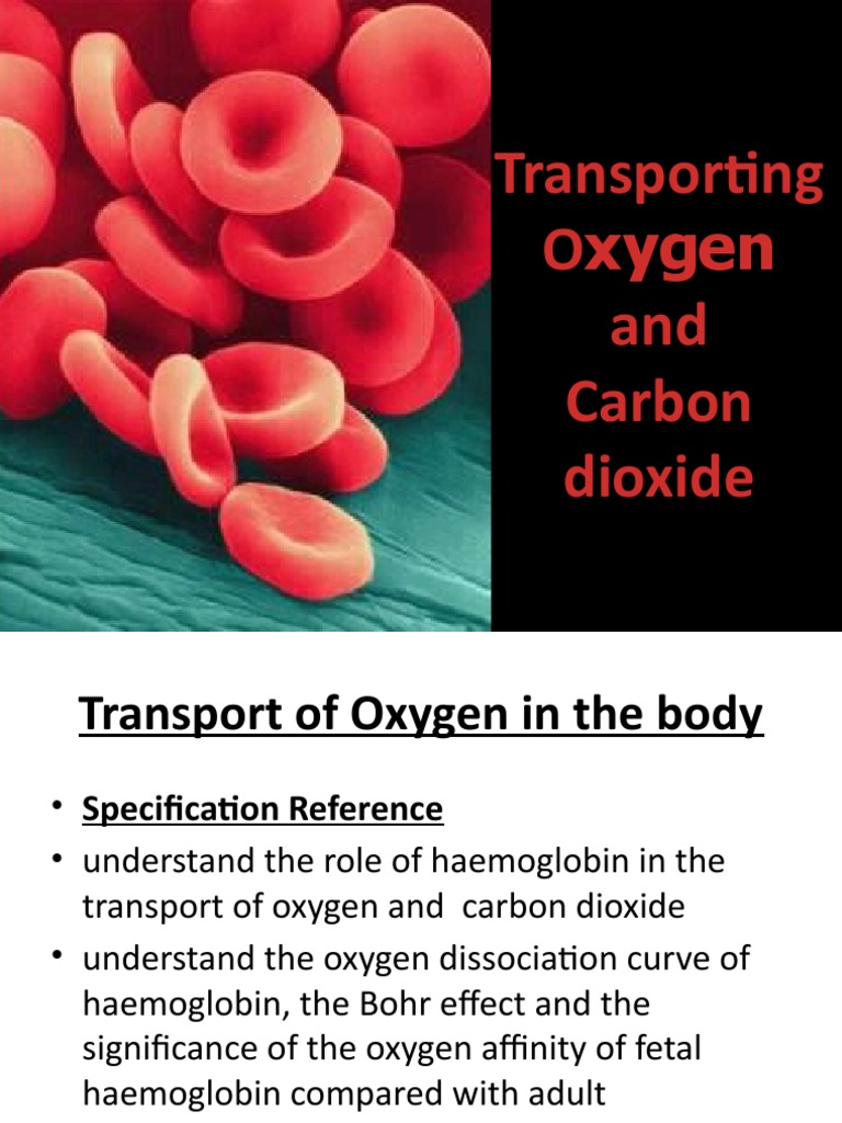 1B.2 Transport of Oxygen and Fetal Heamoglobin | PDF | Hemoglobin | Blood