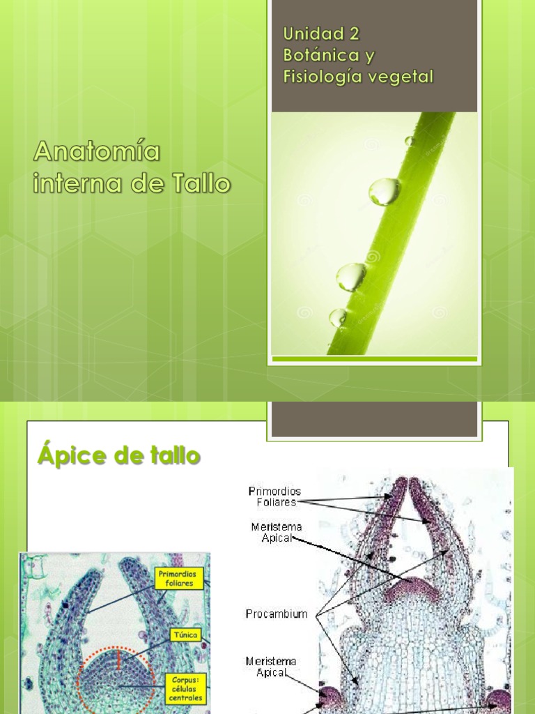 Anatomía Interna de Tallo | PDF