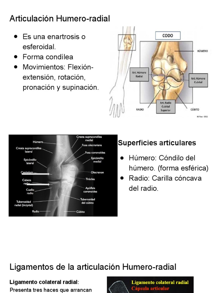 Articulación Humeroradial: Estructura y Función | PDF