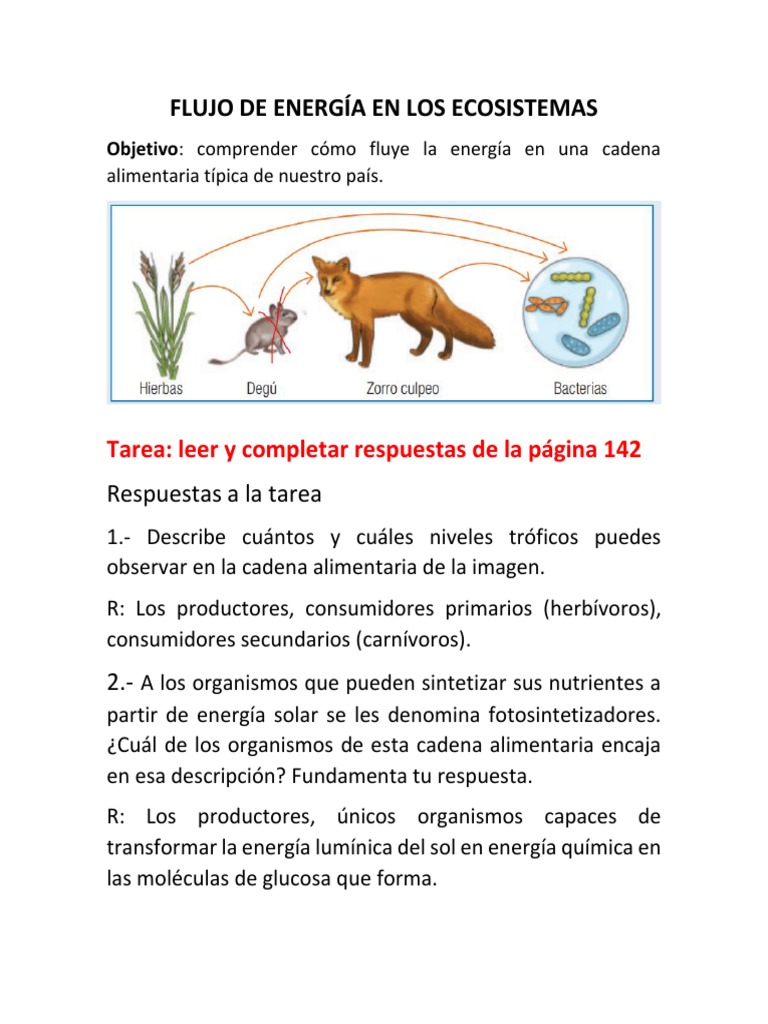 Hoja De Trabajo Sobre El Flujo De Energía En Los Ecosistemas