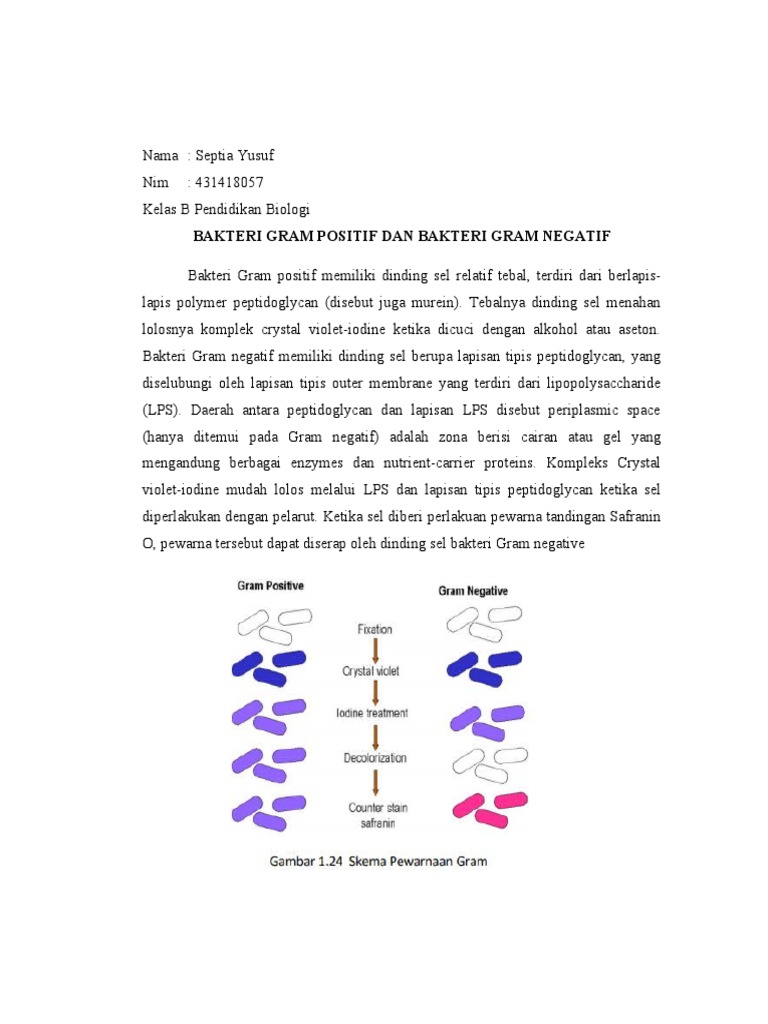 Bakteri Gram Positif & Negatif | PDF